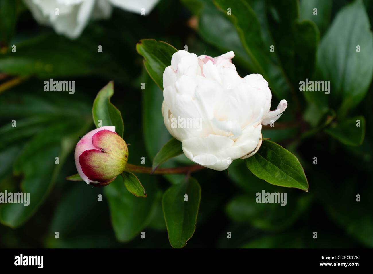 The milk White pentecost Rose Paeonia lactiflora Stock Photo - Alamy