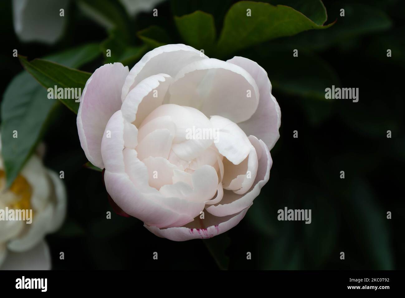 The milk White pentecost Rose Paeonia lactiflora Stock Photo - Alamy