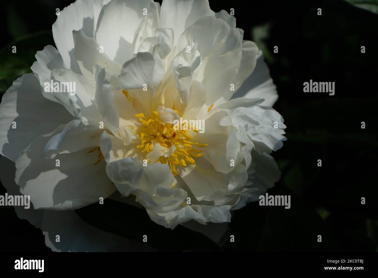 The milk White pentecost Rose Paeonia lactiflora Stock Photo - Alamy
