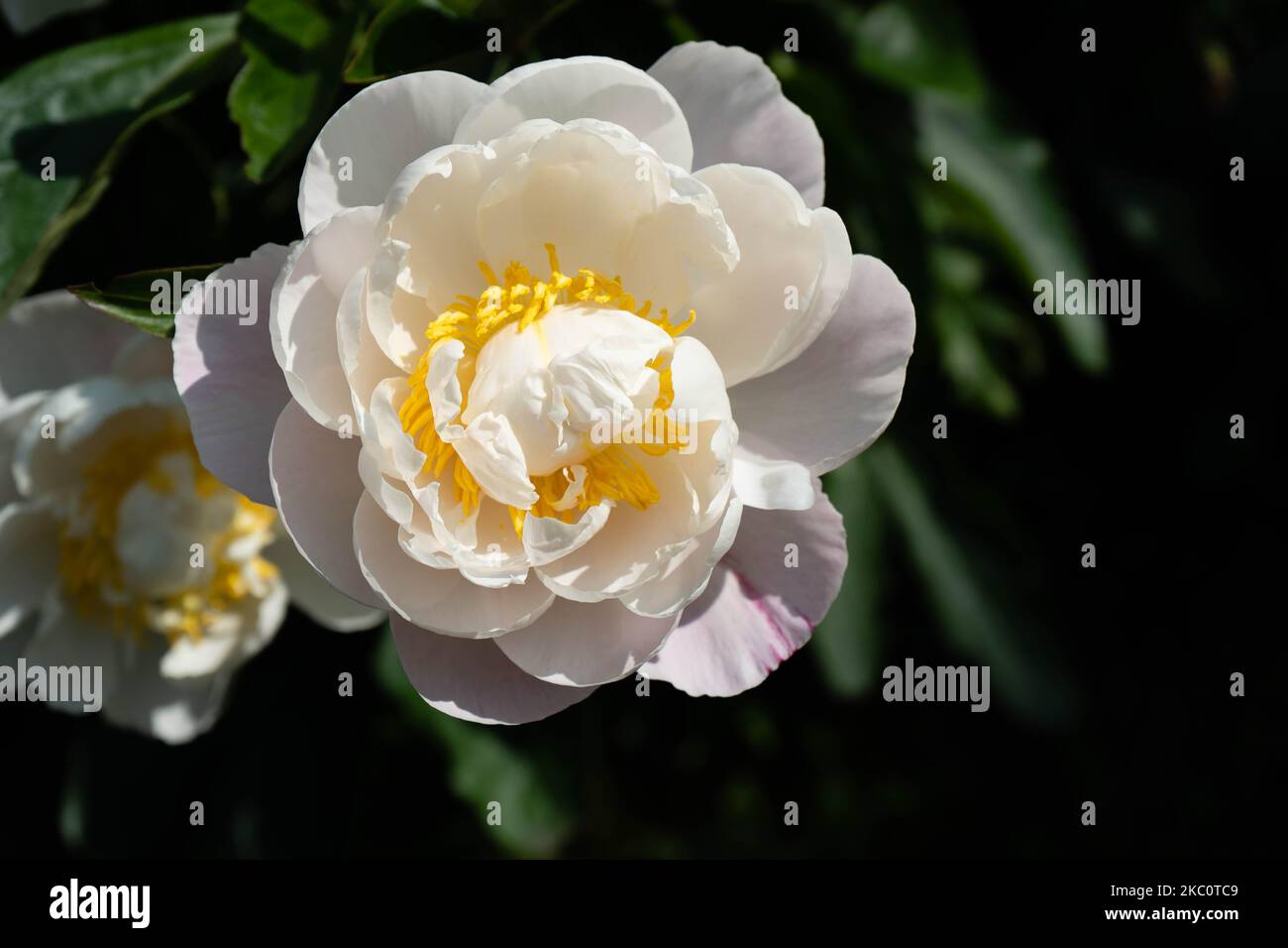 The milk White pentecost Rose Paeonia lactiflora Stock Photo - Alamy
