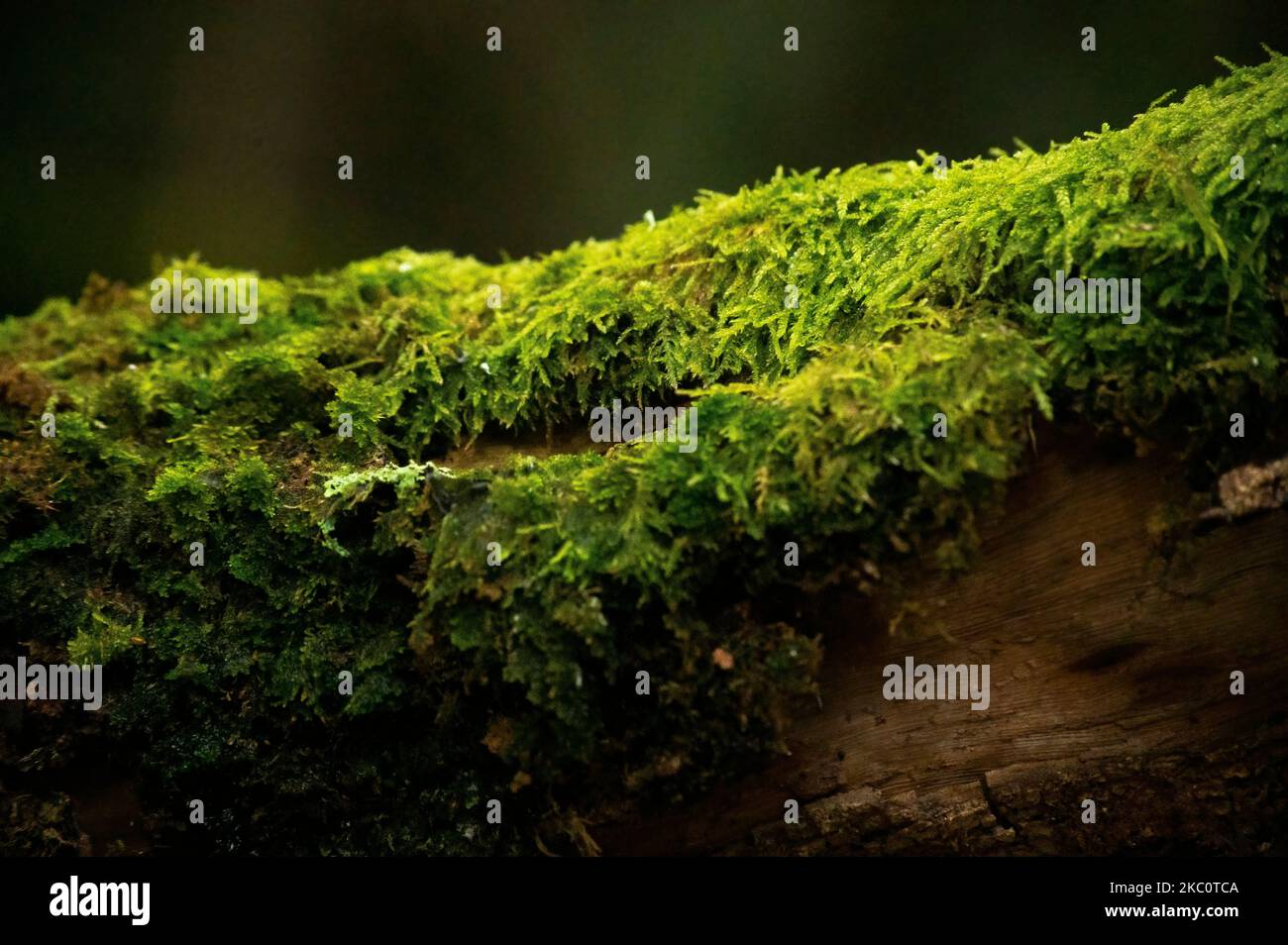 The tree bark covered with green moss in the temperate rainforest ...