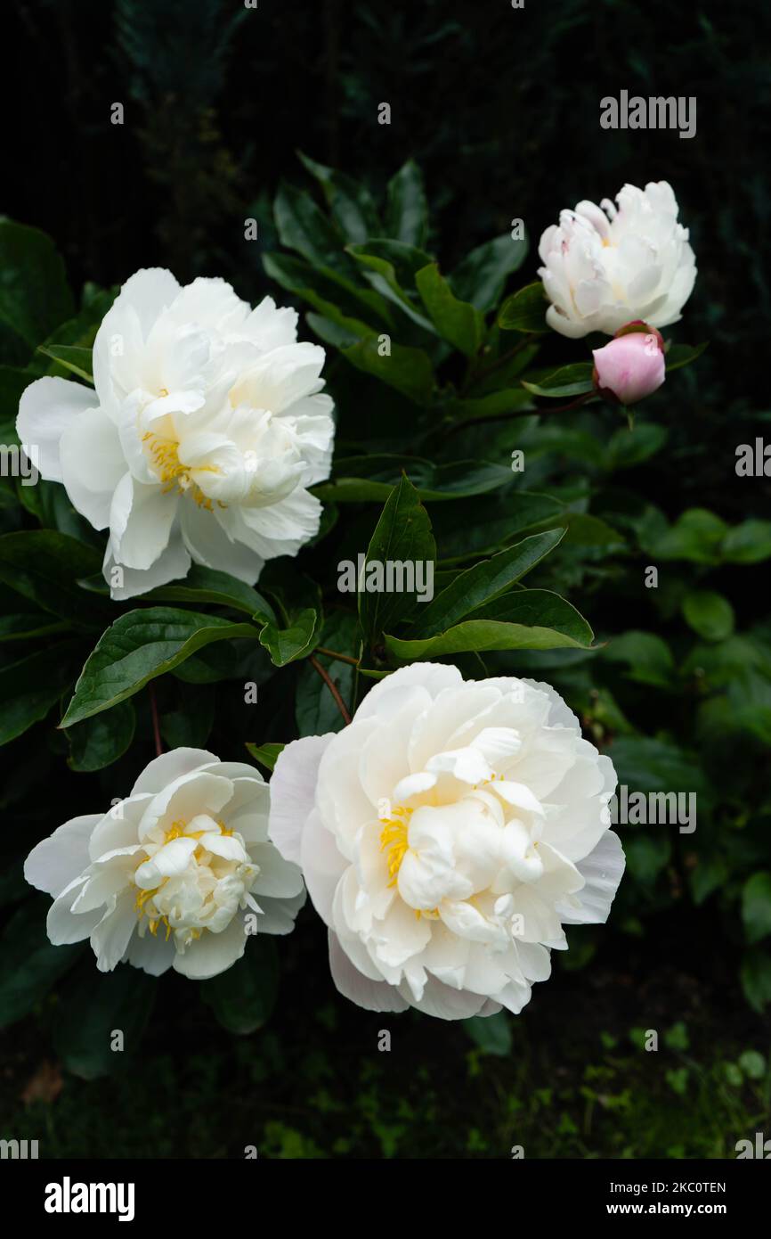 The milk White pentecost Rose Paeonia lactiflora Stock Photo - Alamy