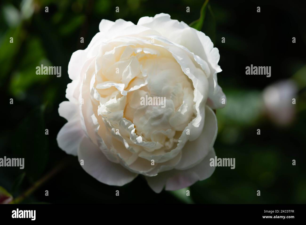 The milk White pentecost Rose Paeonia lactiflora Stock Photo - Alamy