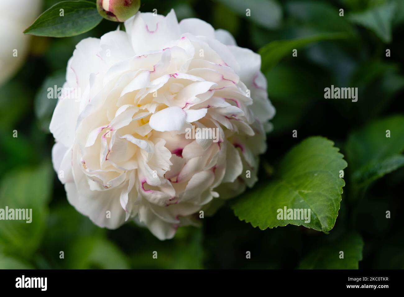 The milk White pentecost Rose Paeonia lactiflora Stock Photo - Alamy