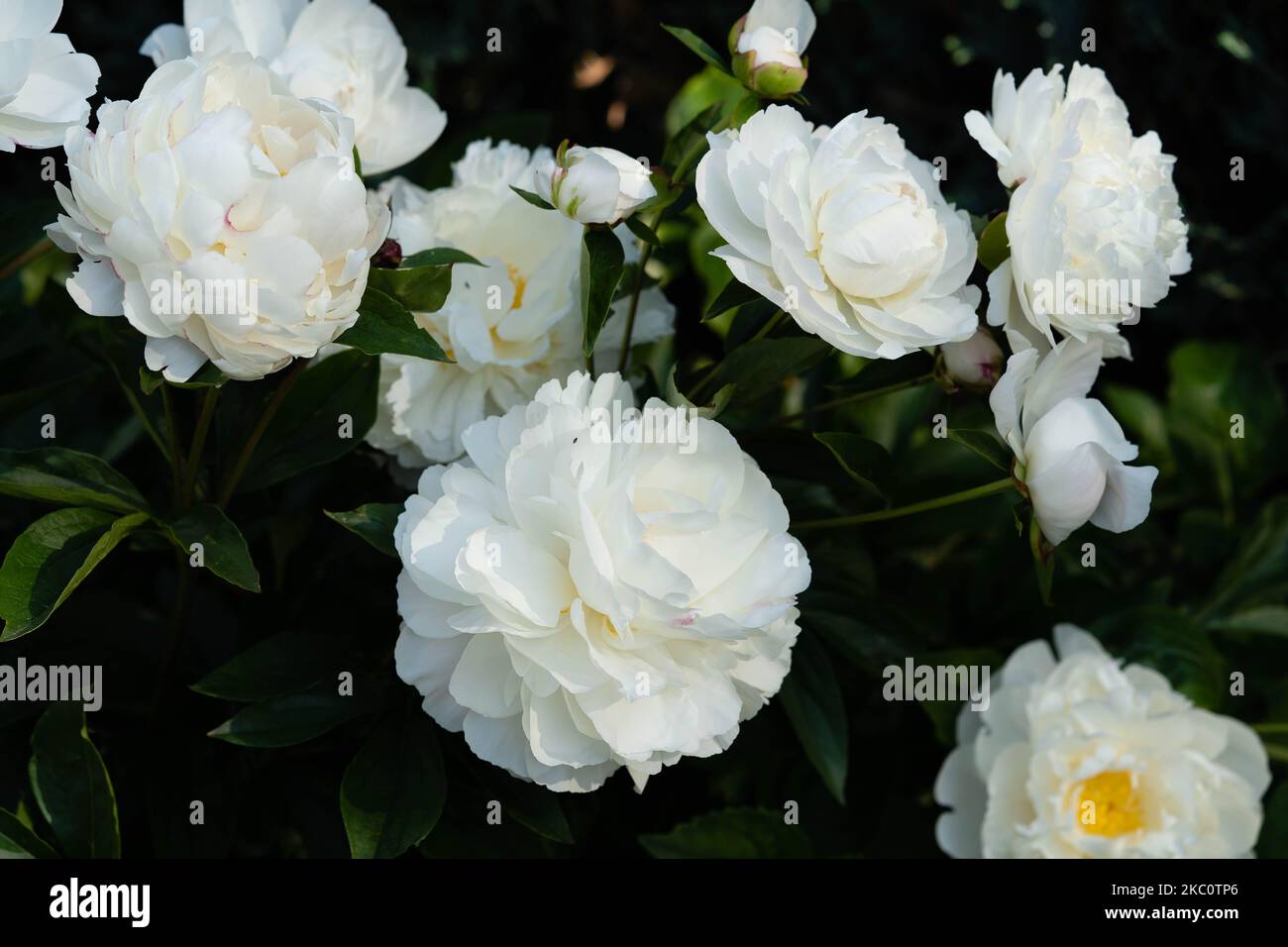 The milk White pentecost Rose Paeonia lactiflora Stock Photo - Alamy