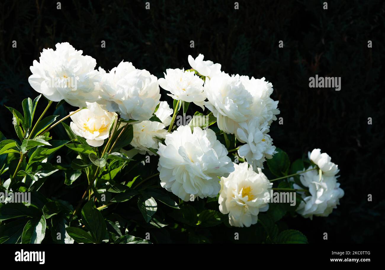 The milk White pentecost Rose Paeonia lactiflora Stock Photo - Alamy