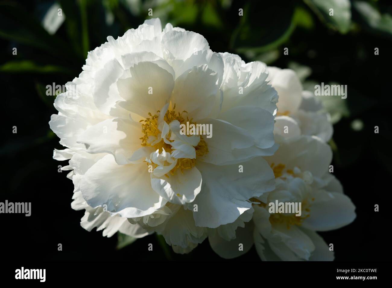 The milk White pentecost Rose Paeonia lactiflora Stock Photo - Alamy