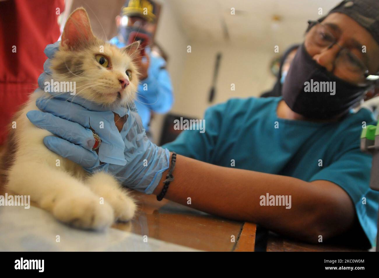 Dangers of rabies hi-res stock photography and images - Alamy