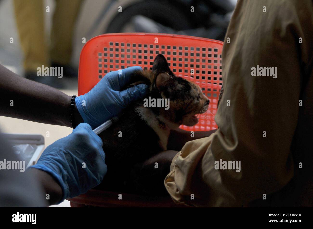 Dangers of rabies hi-res stock photography and images - Alamy