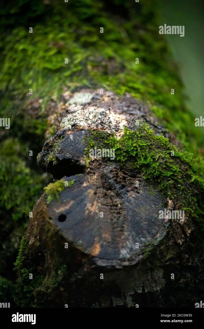 The tree bark covered with green moss in the temperate rainforest, vertical, close-up Stock ...