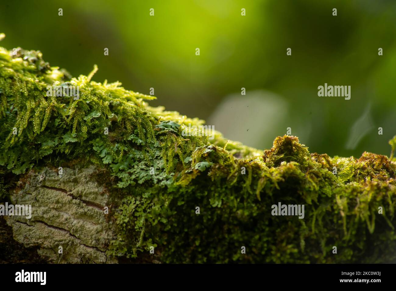 The tree bark covered with green moss in the temperate rainforest ...