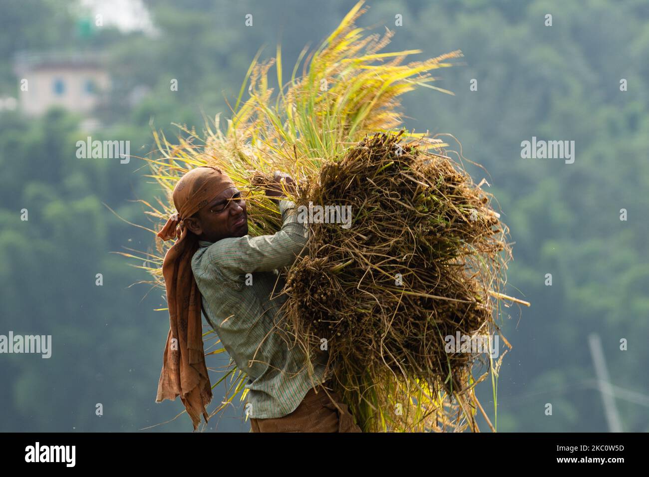 Nepalese farmer harvest rice from paddy fields during harvesting season ...