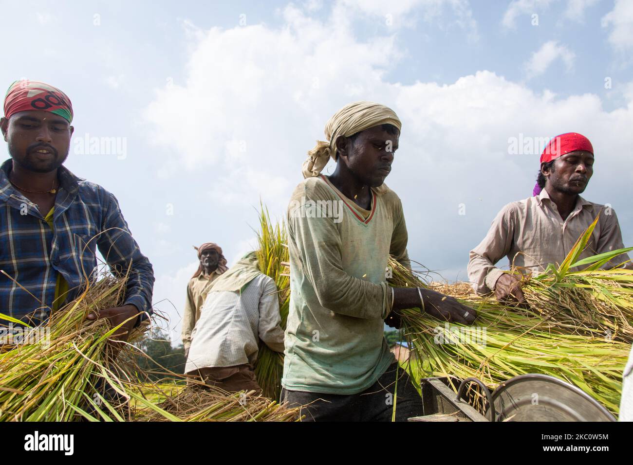 Nepalese farmer harvest rice from paddy fields during harvesting season ...
