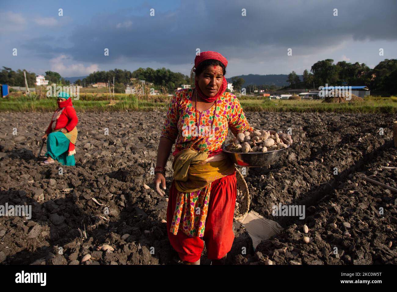 Nepalese farmer planting potatoes on the outskirt of Kathmandu, Nepal ...