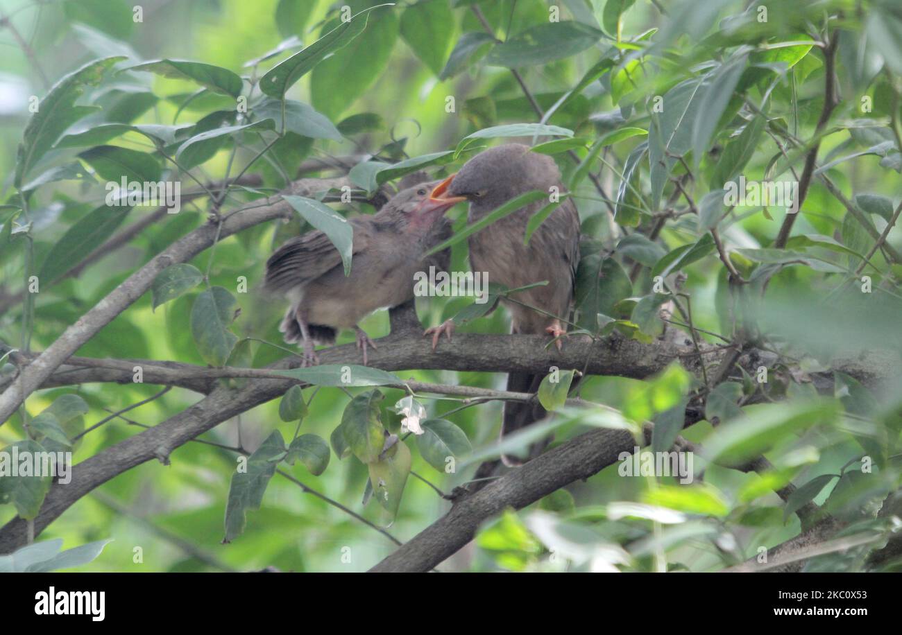 Maximum birds hi-res stock photography and images - Alamy