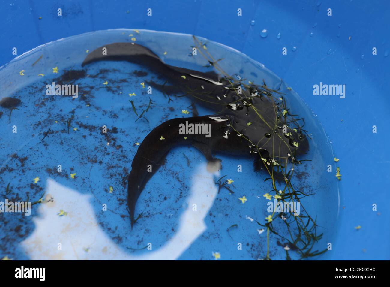 The route of the axolotl is a project formed by a family in Xochimilco ...