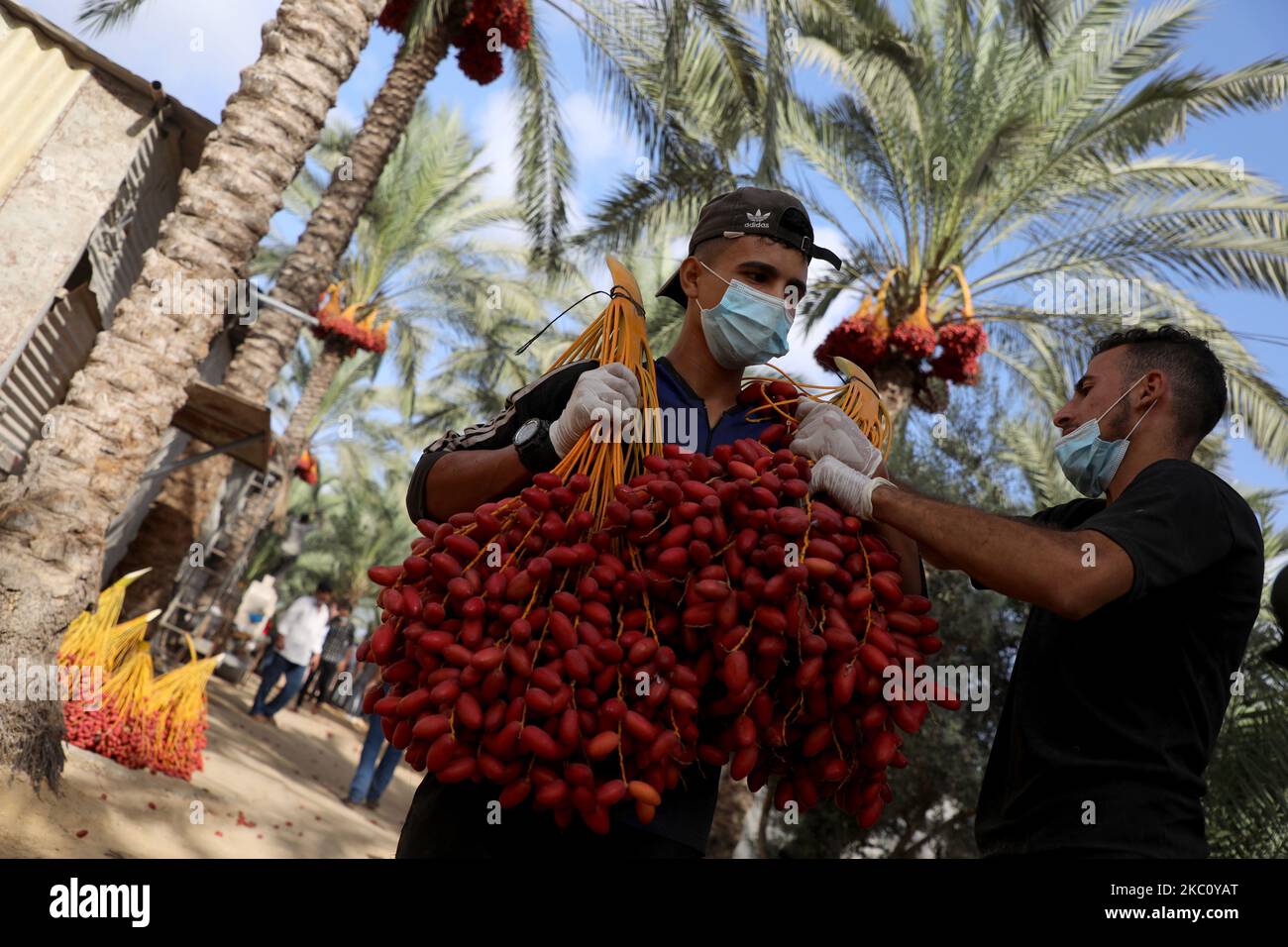 A Palestinian carries red dates picked from palm trees during the ...