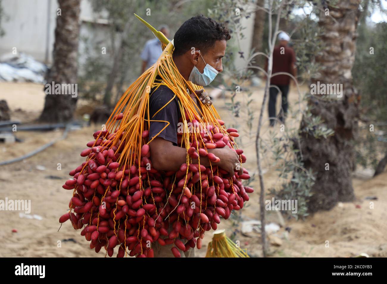 A Palestinian carries red dates picked from palm trees during the ...