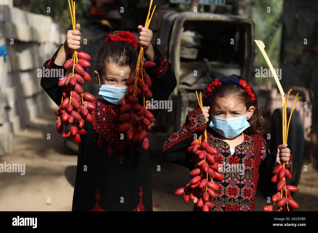Palestinian children carry red dates picked from palm trees during the ...