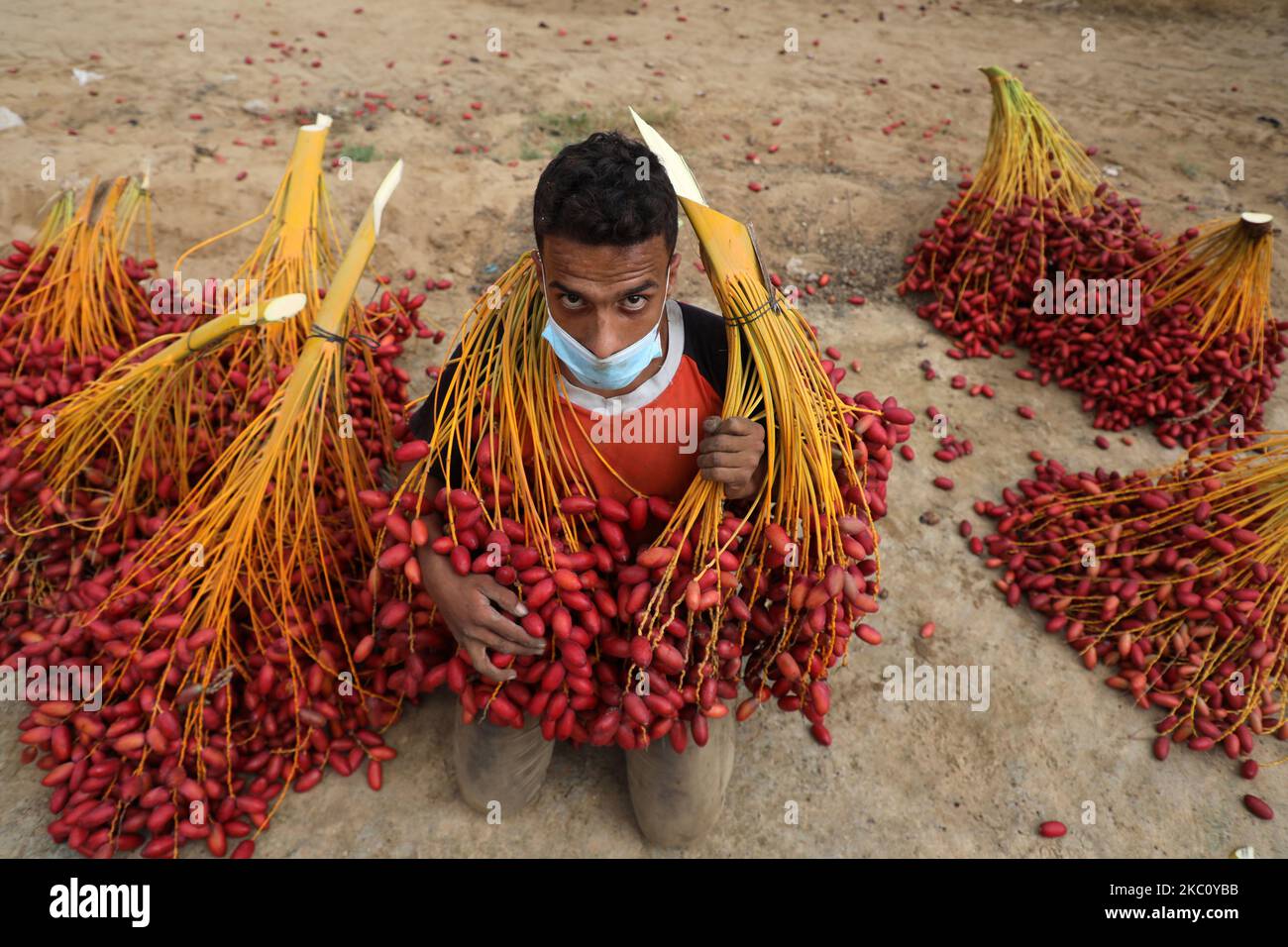 A Palestinian carries red dates picked from palm trees during the ...
