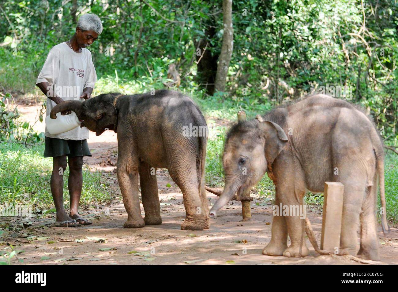 An animal keeper feeds 6-month old elephant calves rescued from Amchang ...