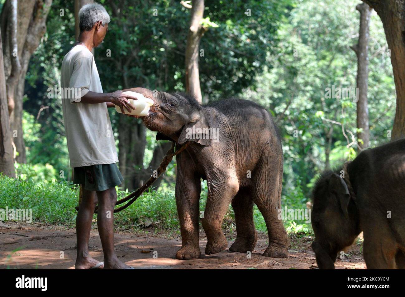 Month old elephant calves hi-res stock photography and images - Alamy