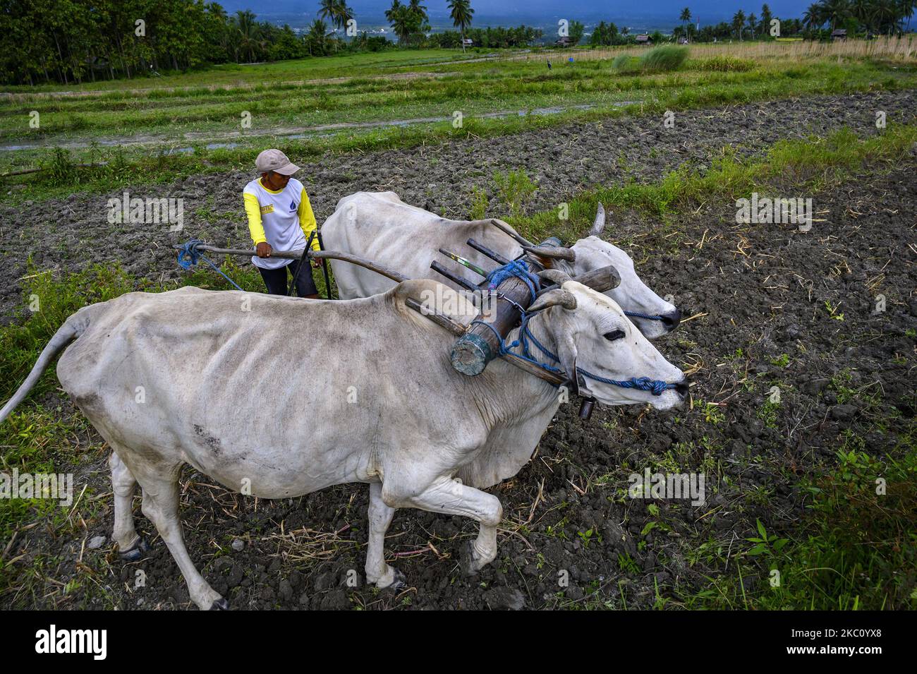 A farmer plows his land with the help of cattle for the preparation of ...