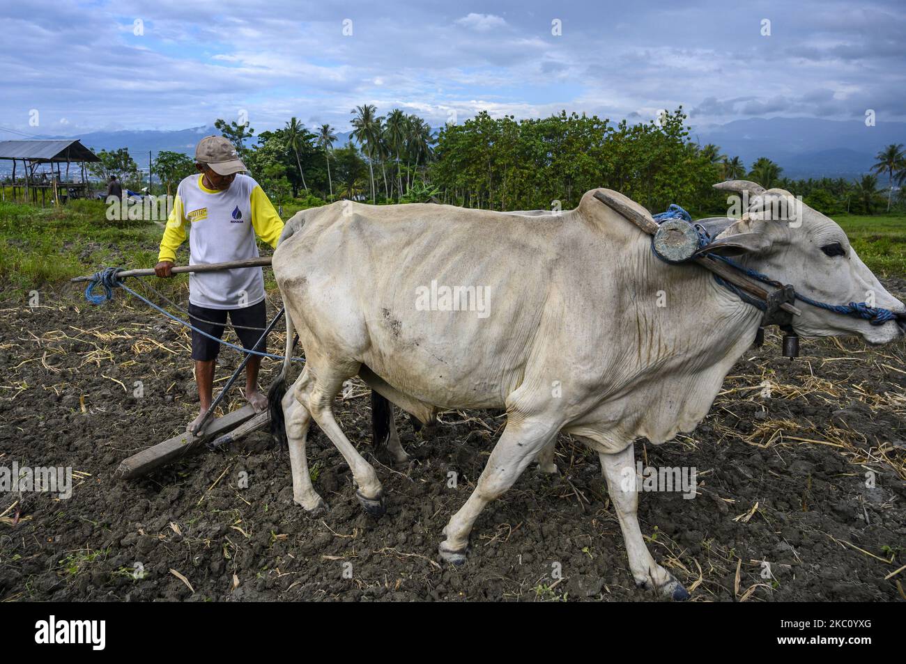 A farmer plows his land with the help of cattle for the preparation of ...