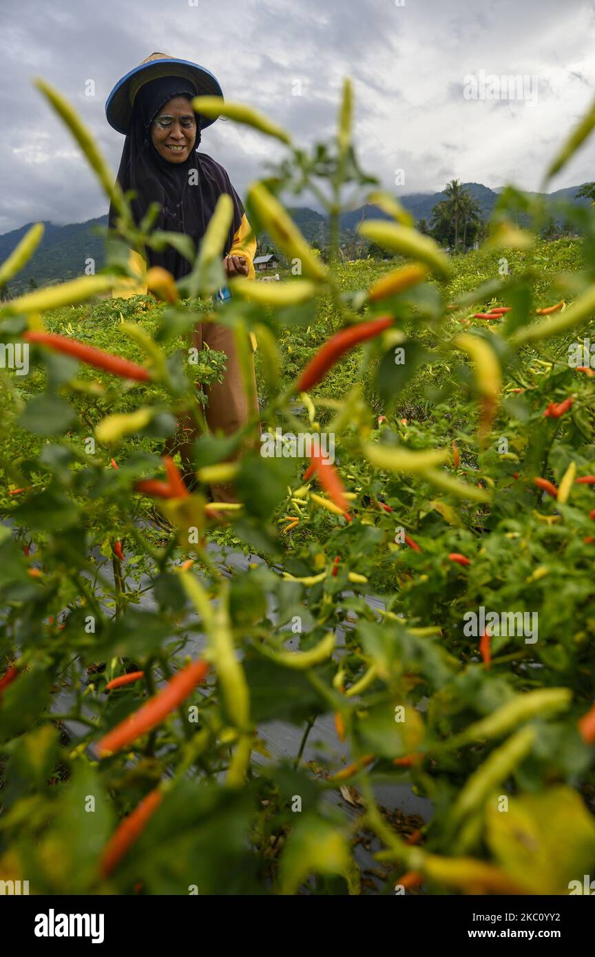 Farmers harvest their chili plants in Sunju Village, Sigi Regency ...