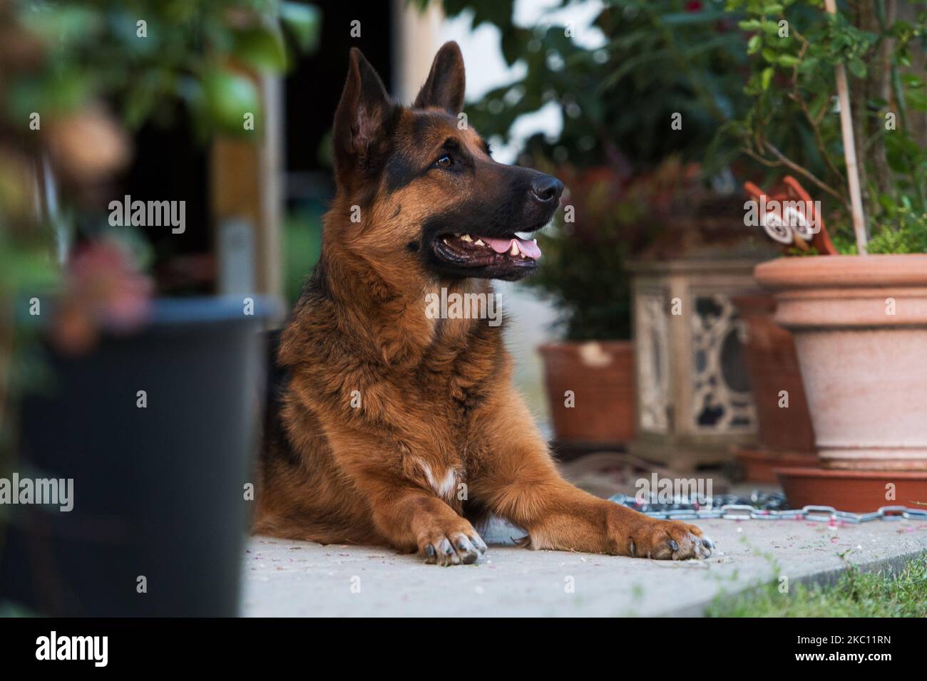 german shepherd dog in a garden Stock Photo - Alamy