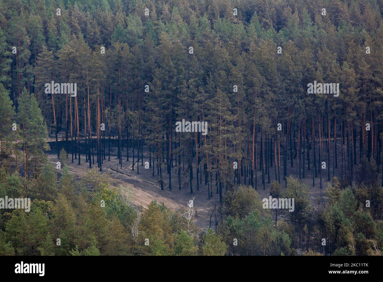 Aerial view of a burnt forest in Luhansk region, Ukraine, October 2 ...