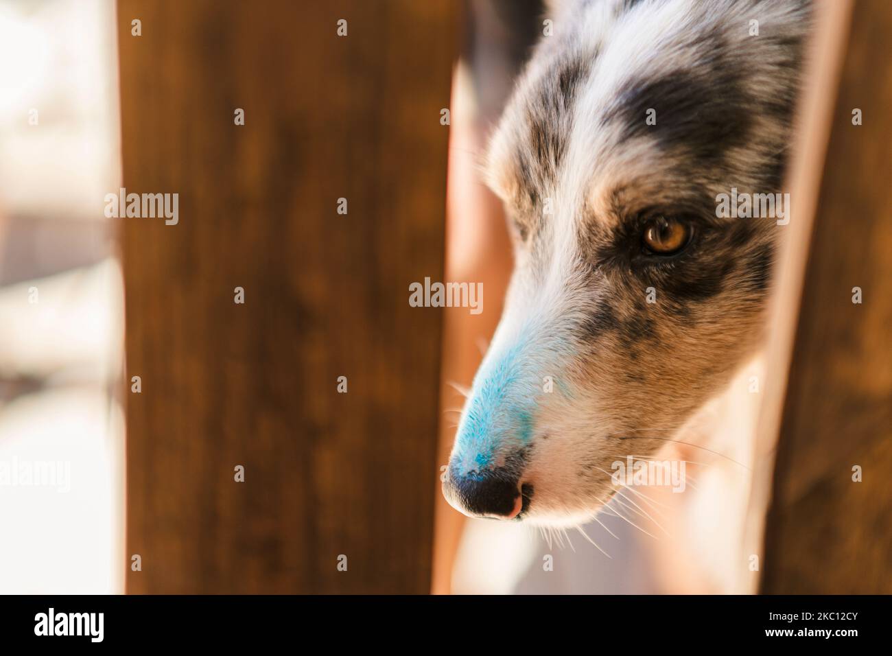 A guilty looking dog with a smear of blue paint on his nose peeking ...