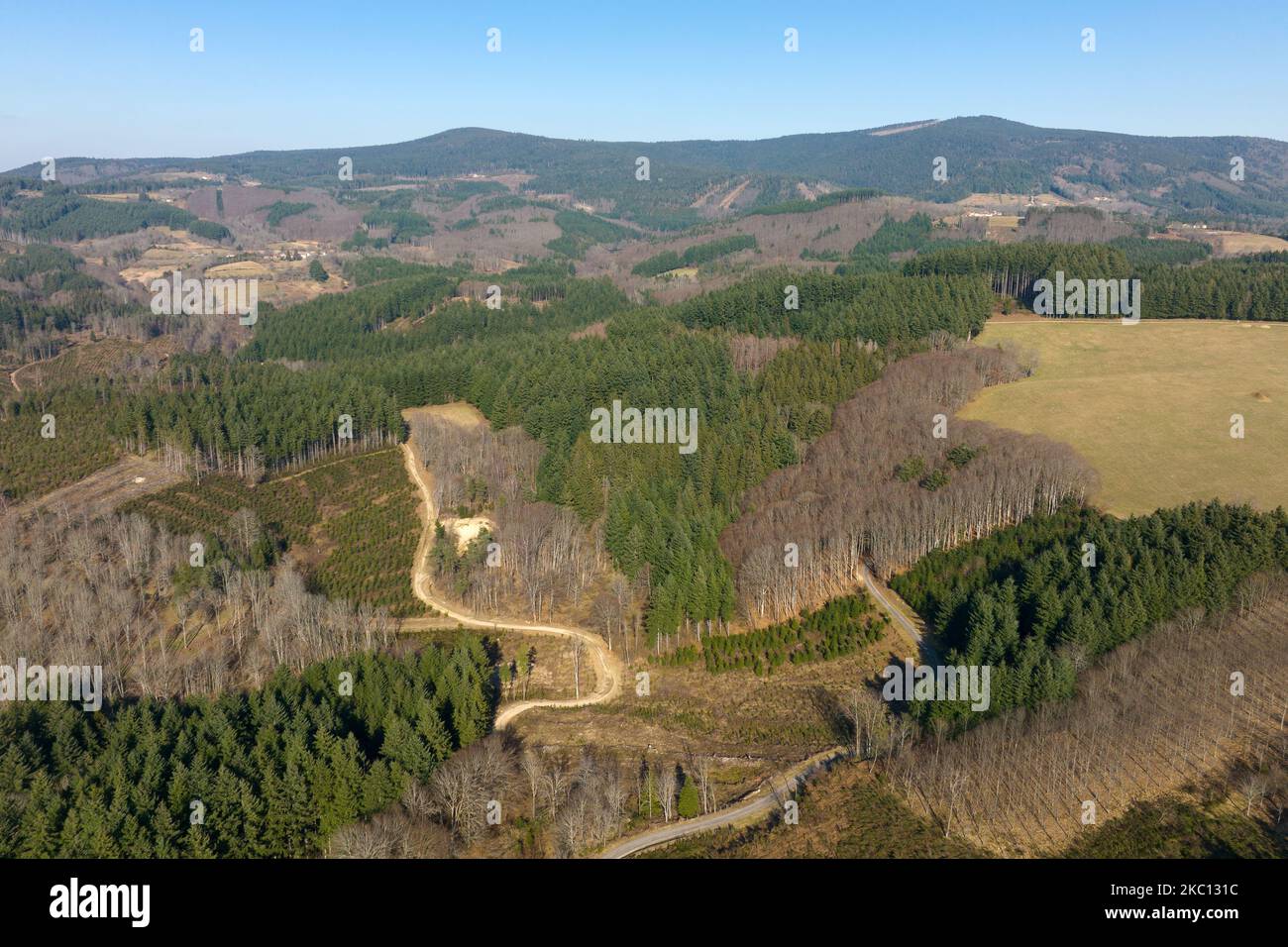 Aerial view of pine forest with large area of cut down trees as result of global deforestation ...