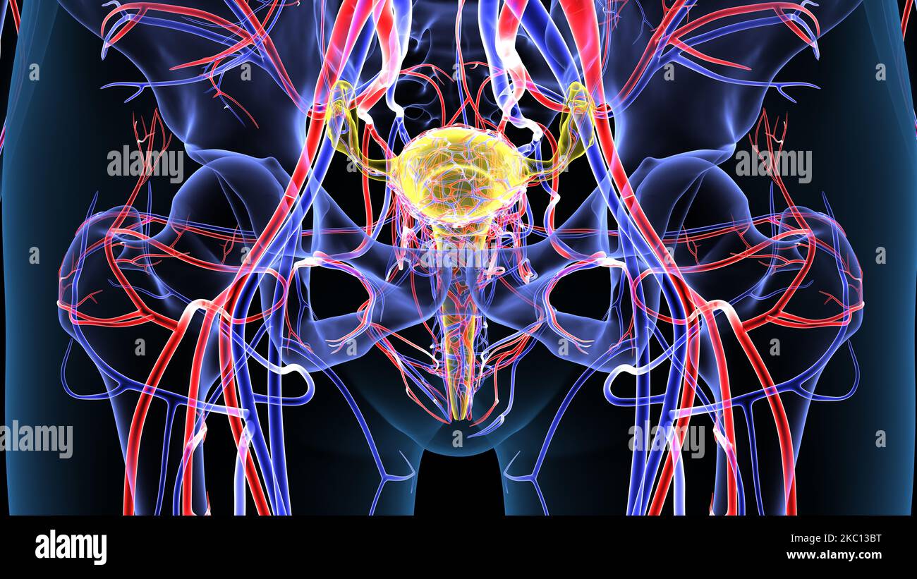 female reproductive system anatomy 3d illustration Stock Photo - Alamy