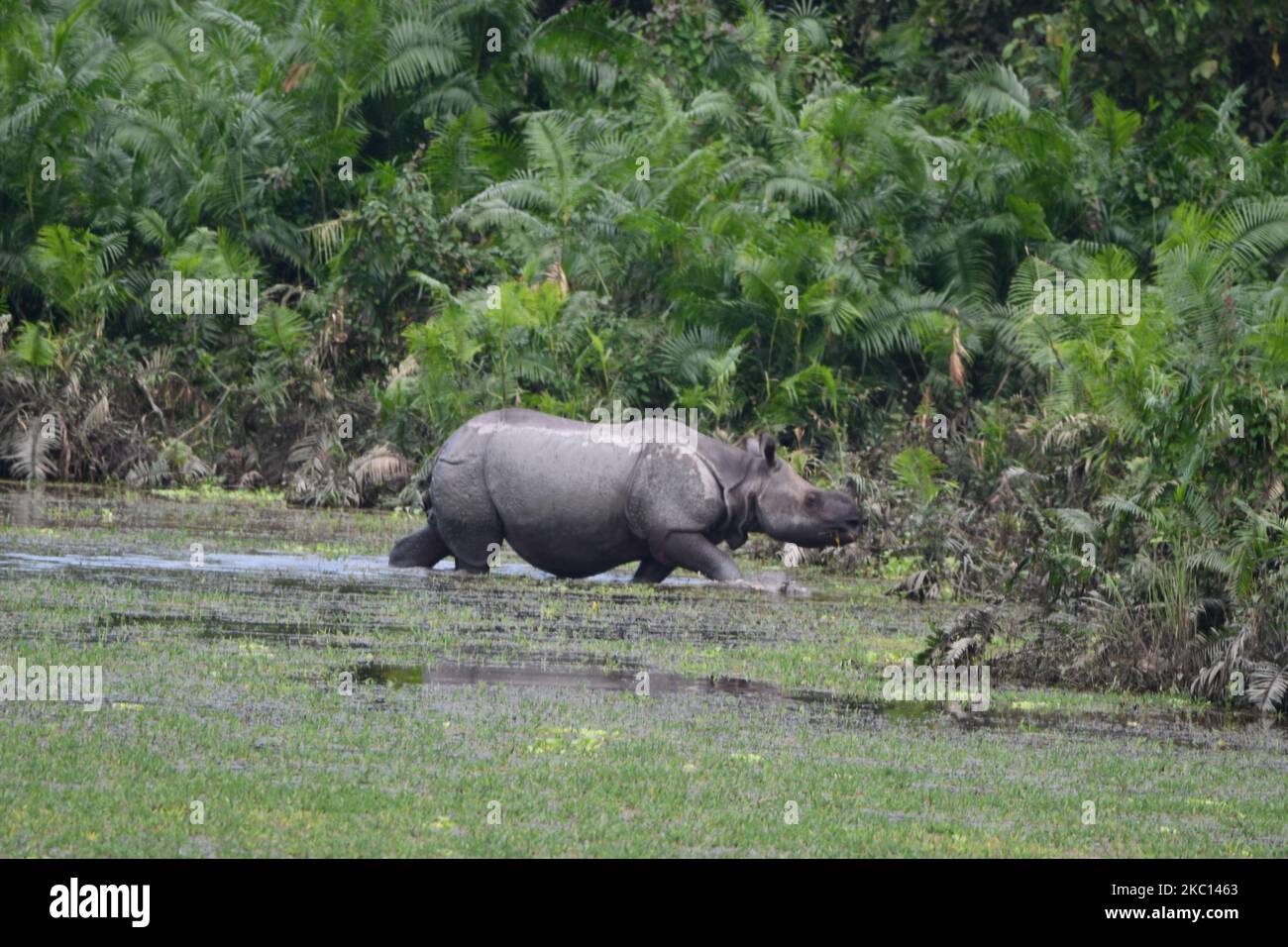 A one-horned Rhinoceros grazes at Kaziranga national park in Nagaon ...