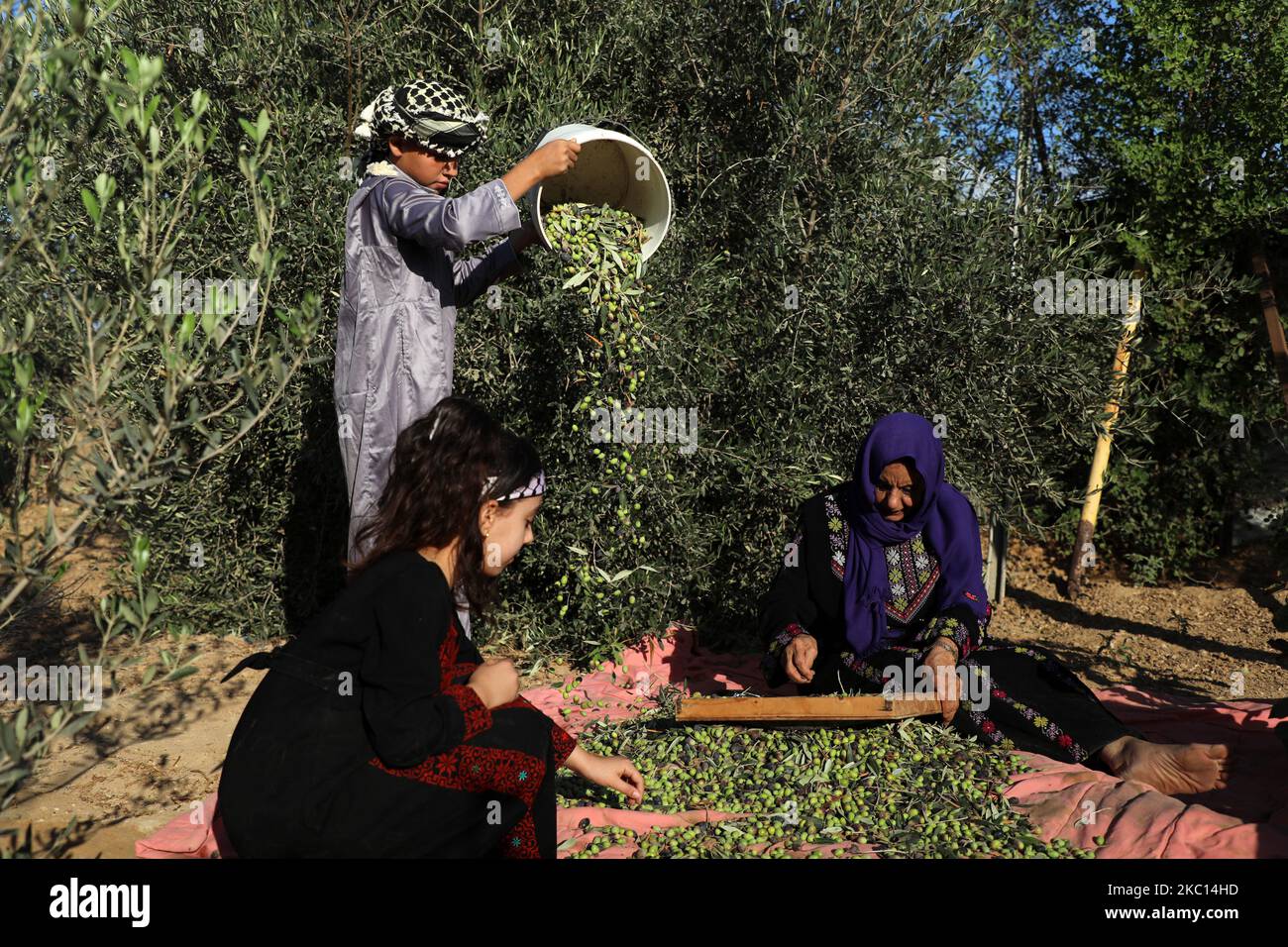 Palestinian farmers collect olives in an olive grove in Rafah, in the ...