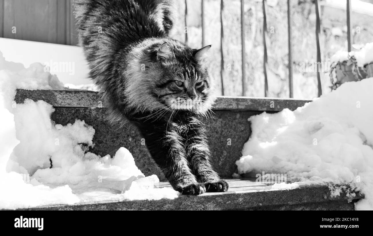 A grayscale of a furry cat stretching on stairs in winter surrounded by ...