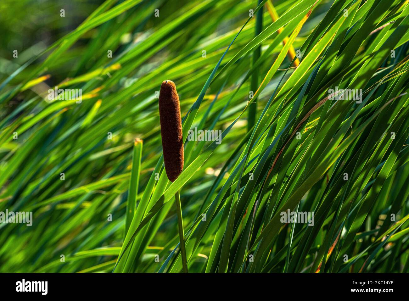 A closeup of a Bulrush, Typha latifolia, common cattail plant captured ...