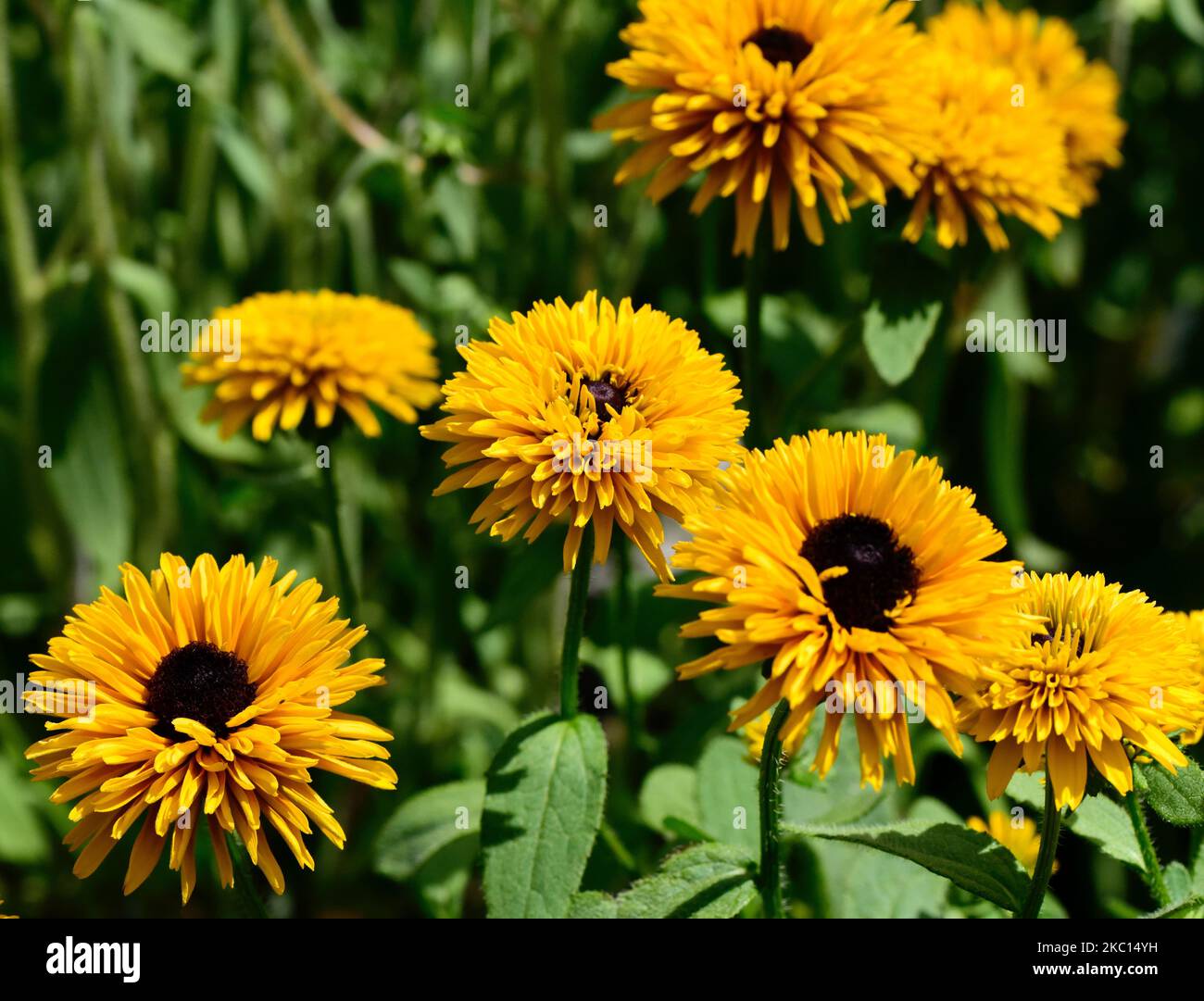 Lion in flowers hi-res stock photography and images - Alamy