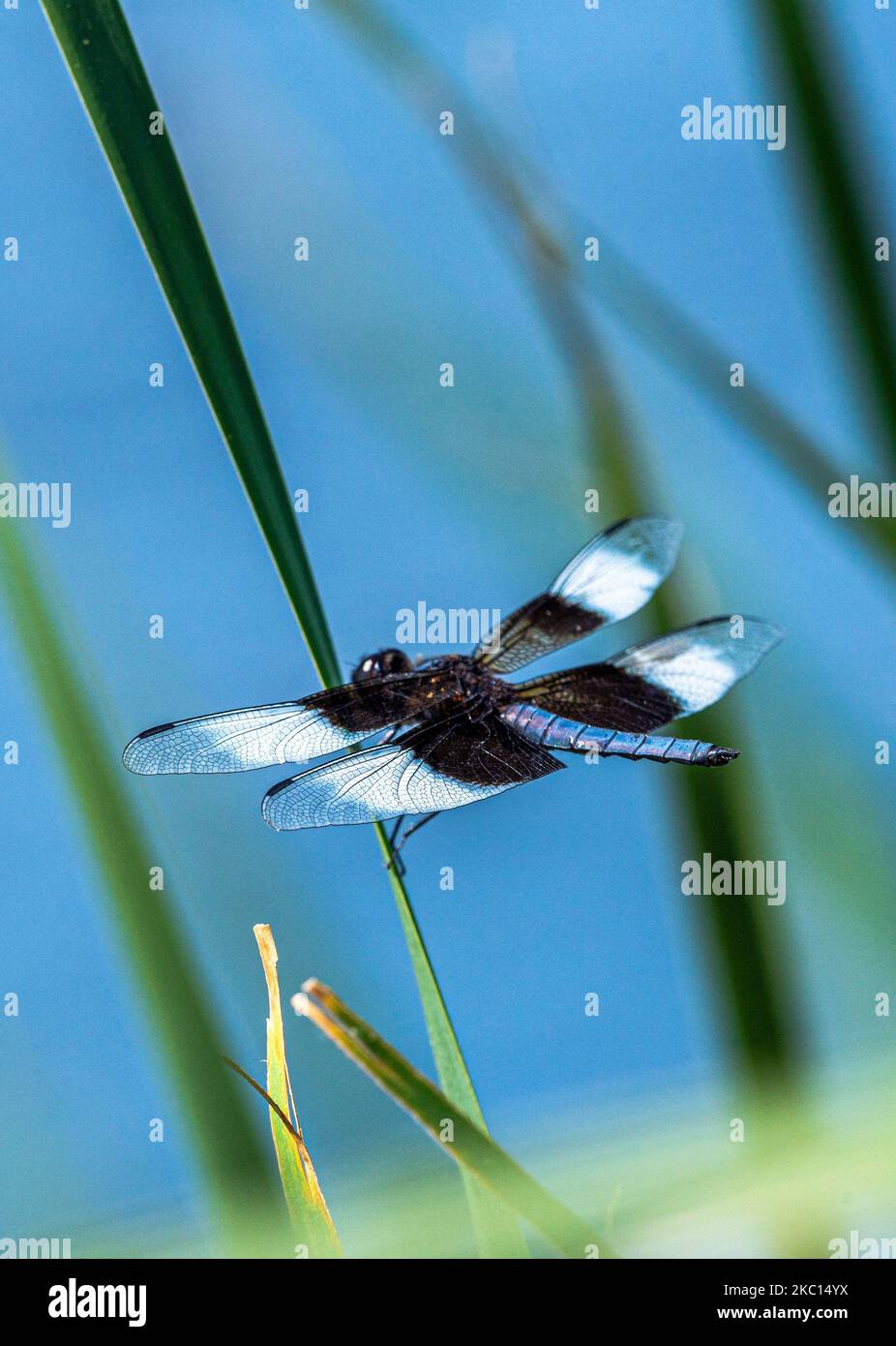 A vertical closeup of a dragonfly, Anisoptera standing on a thin grass ...