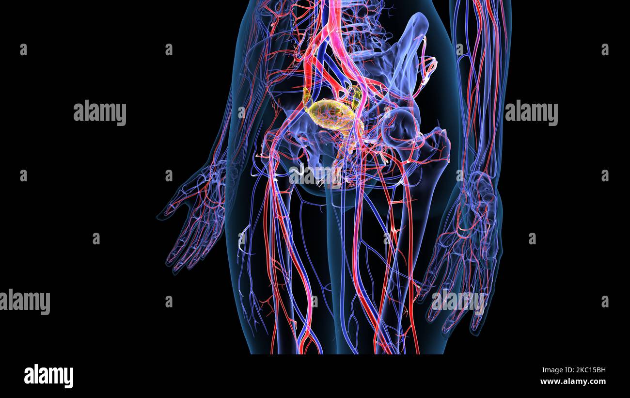 female reproductive system anatomy 3d illustration Stock Photo - Alamy