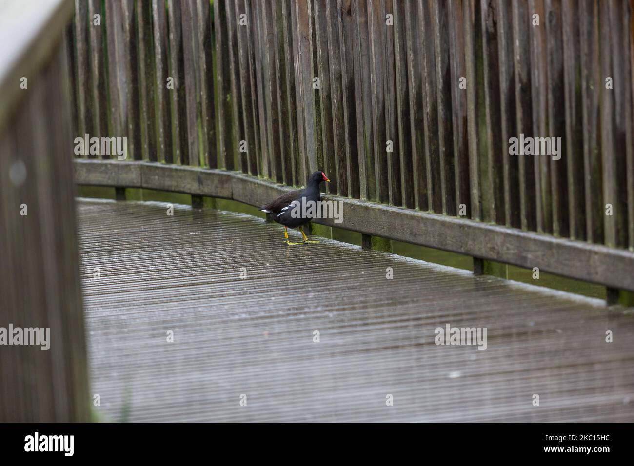 A bird on a rainy cold Sunday in Dulwich Park in South London, England ...