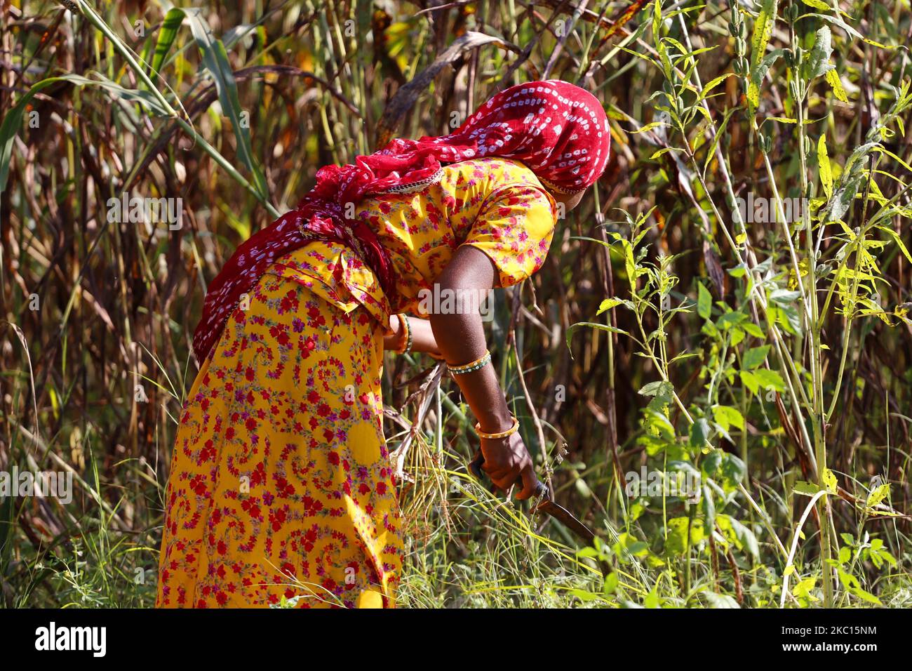 Indian Farmer Harvest millet in a field on the outskirts village of ...