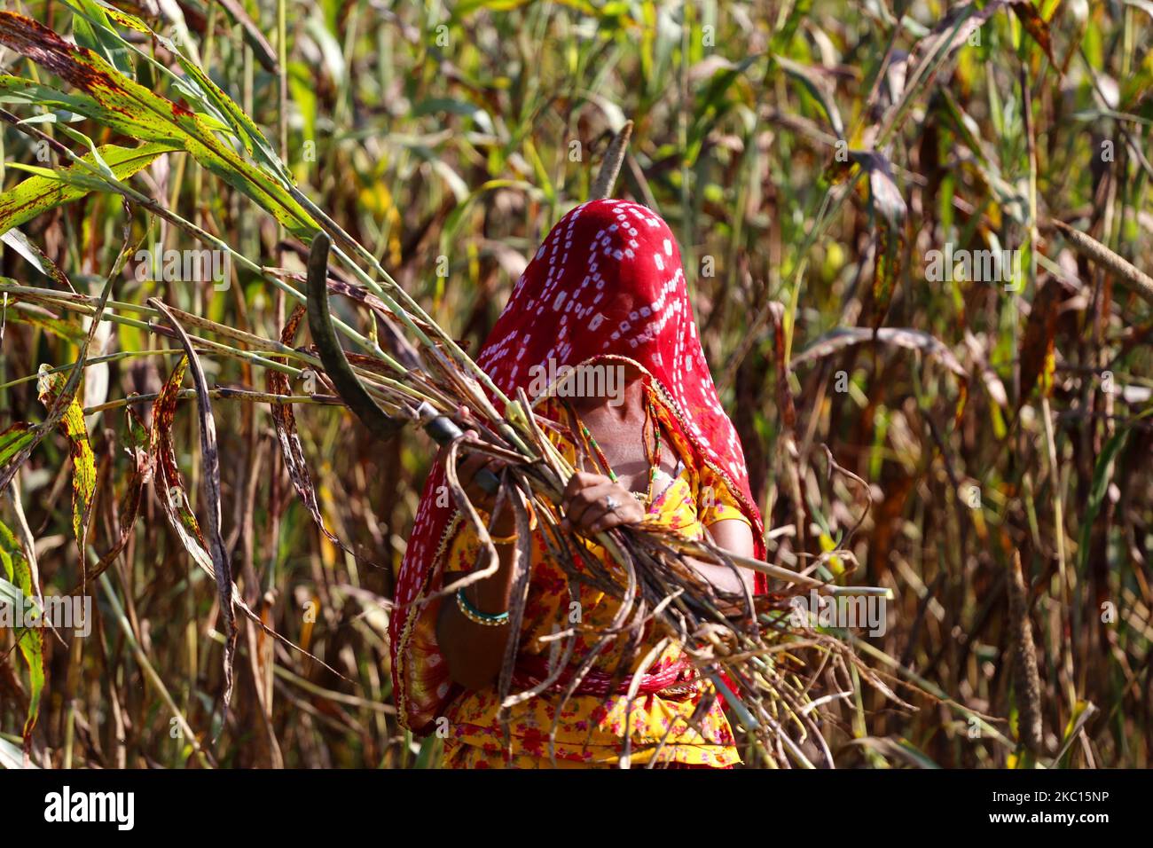 Indian Farmer Harvest millet in a field on the outskirts village of ...