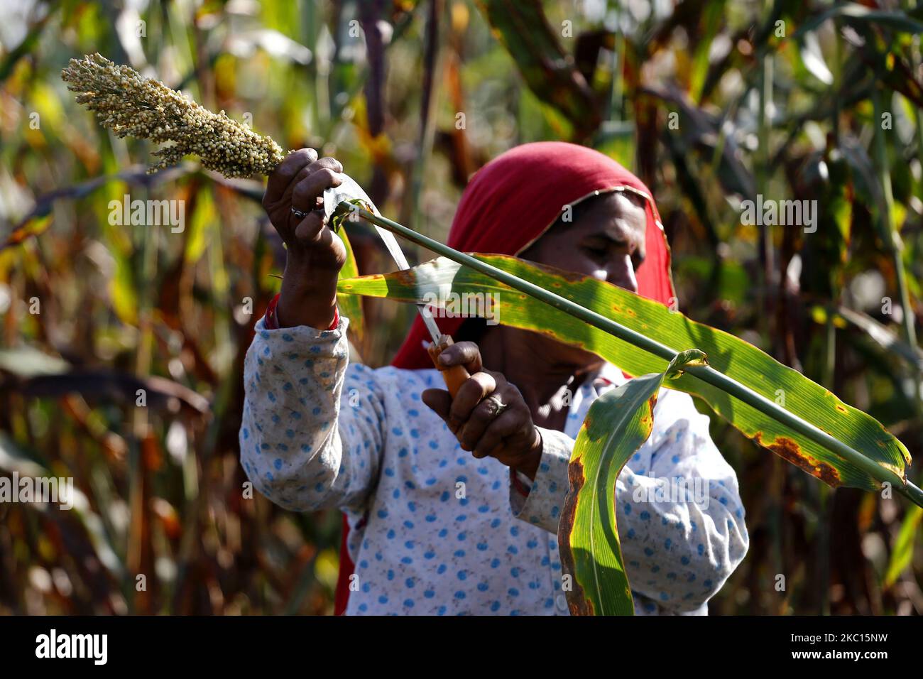 Millet Grown In Rajasthan at Daria Willis blog