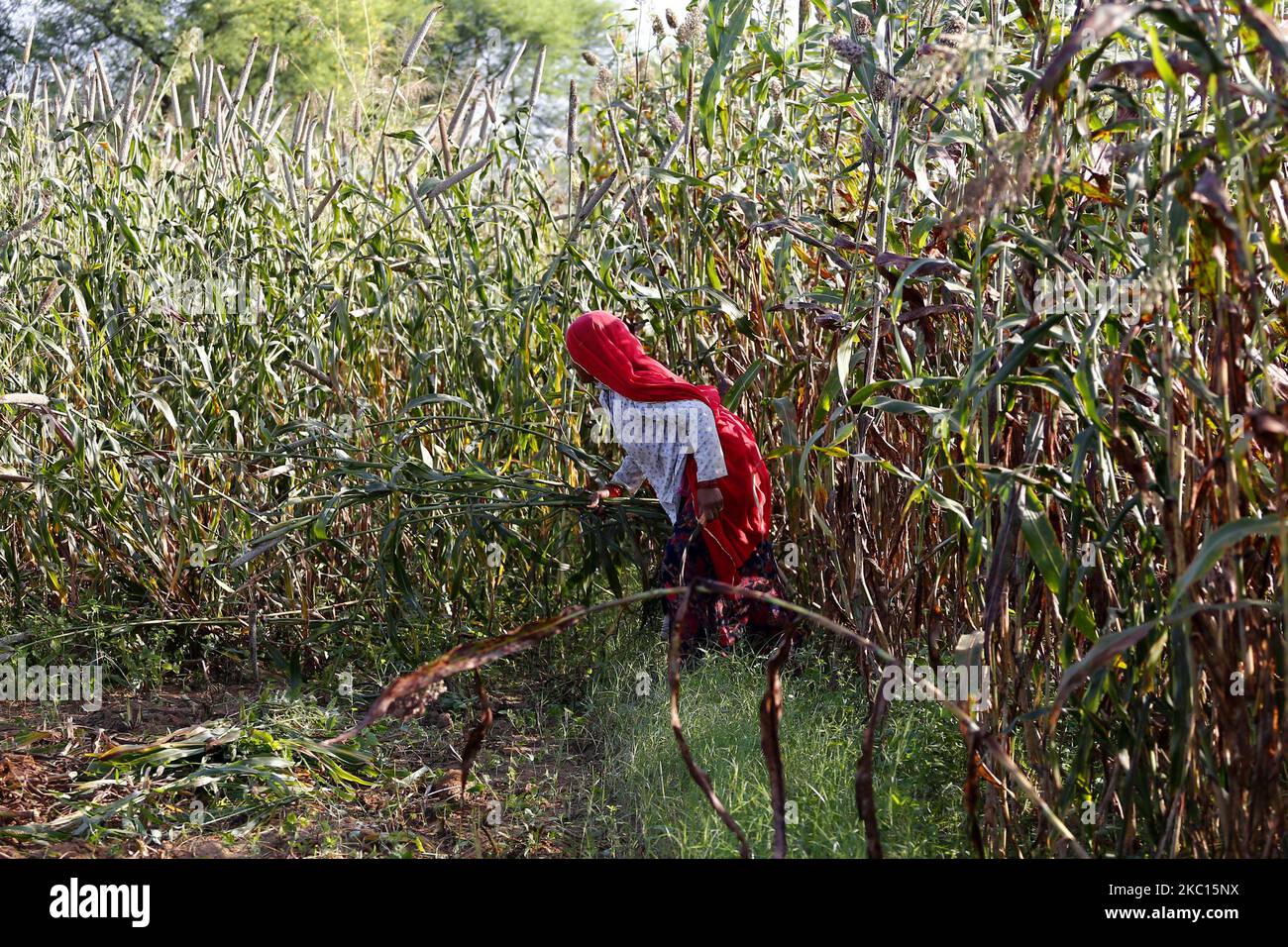 Indian Farmer Harvest millet in a field on the outskirts village of ...