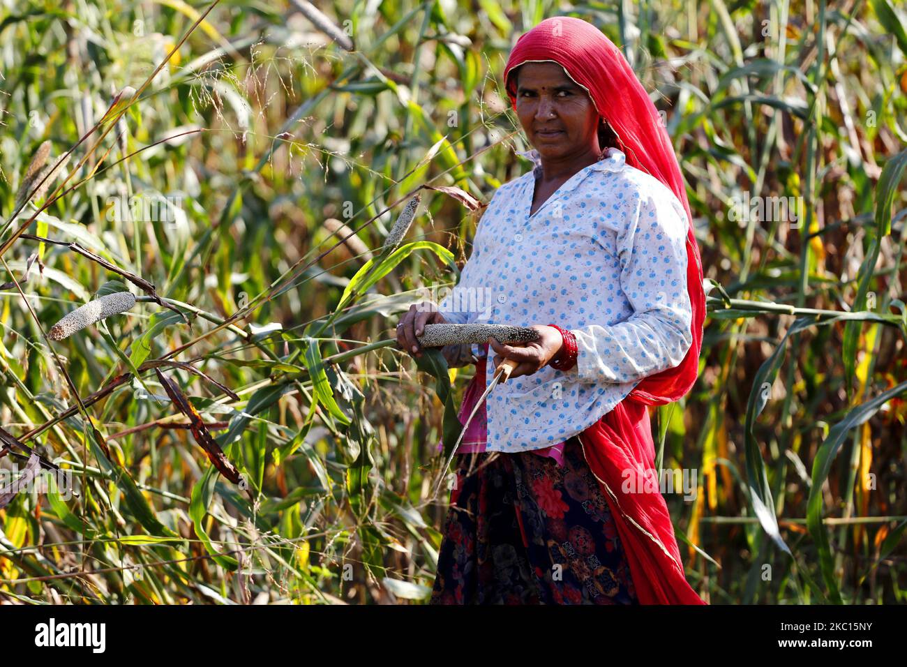Indian Farmer Harvest millet in a field on the outskirts village of ...