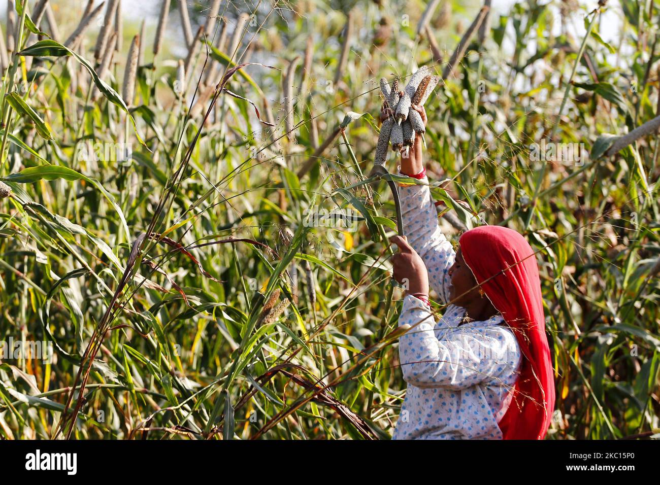 Indian Farmer Harvest millet in a field on the outskirts village of ...