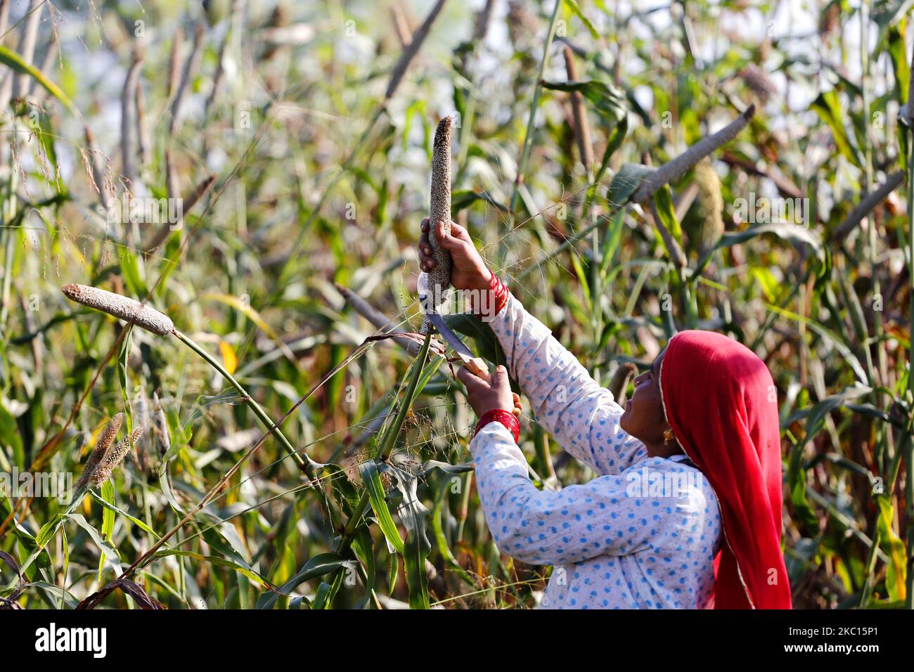 Indian Farmer Harvest millet in a field on the outskirts village of ...