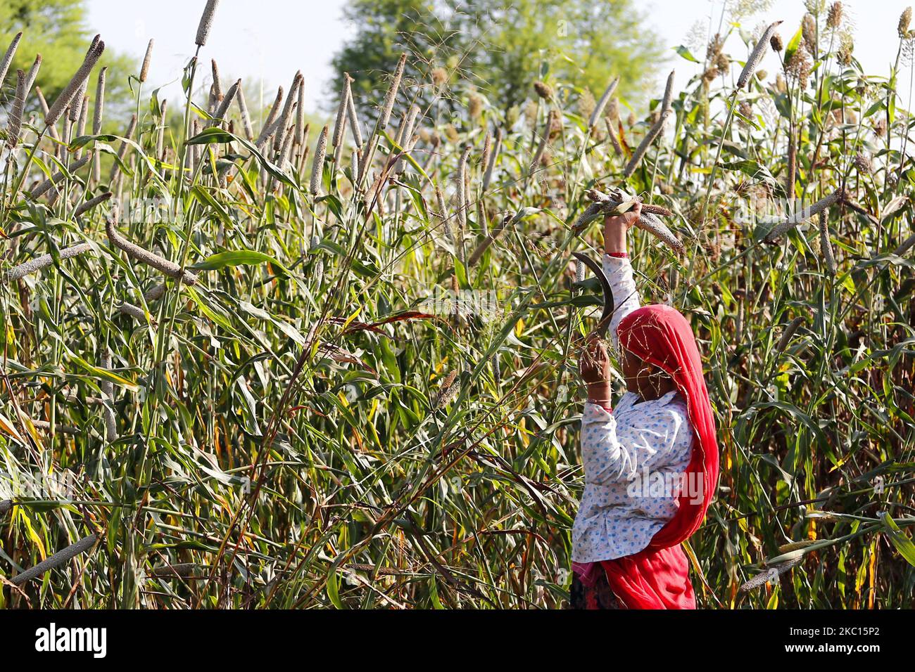 Millet Grown In Rajasthan at Daria Willis blog
